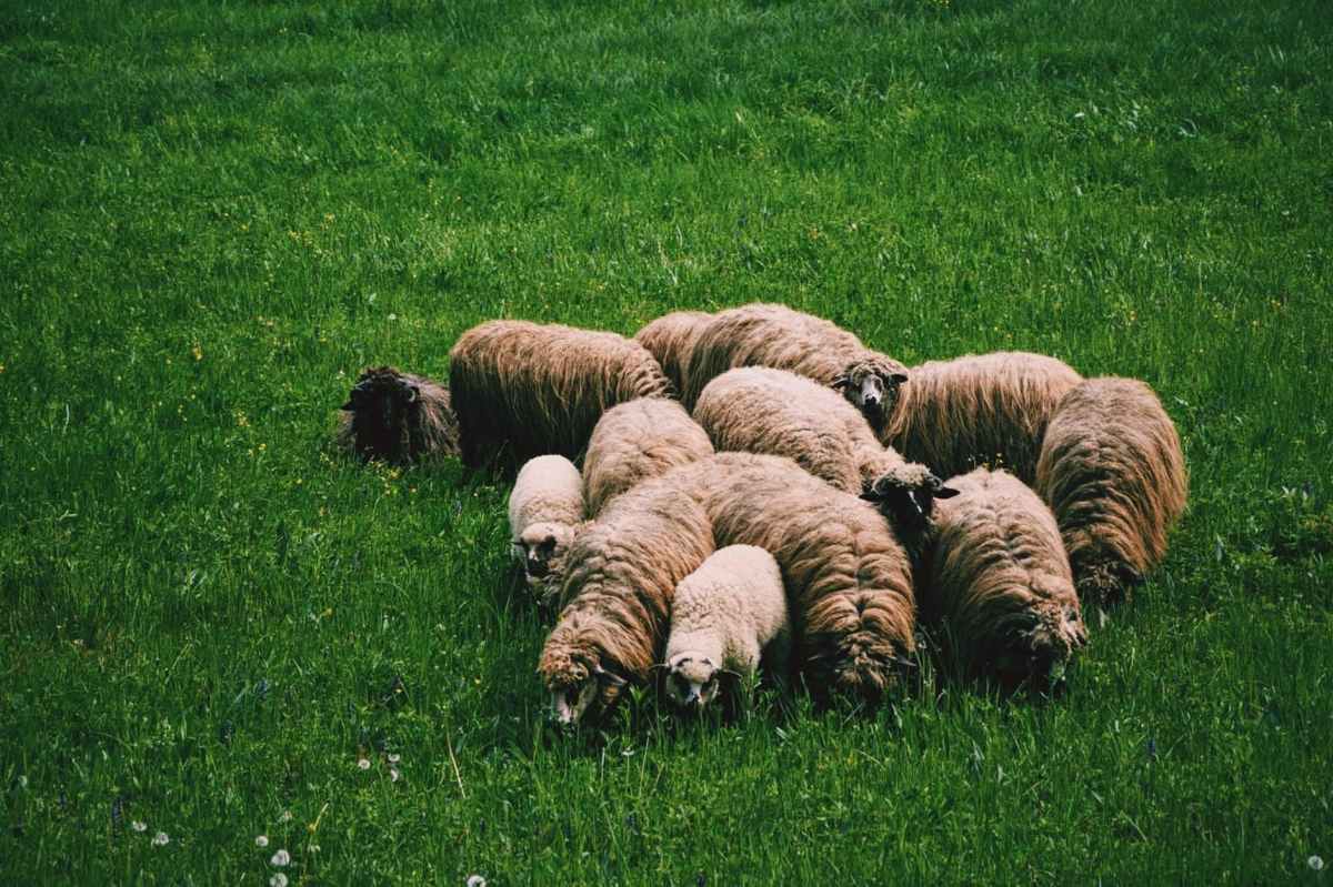 Bleaters, Awake ! – Rhyming Couplets
